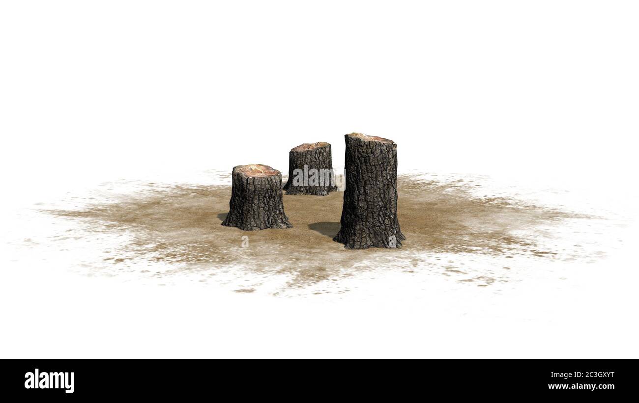 various Tree stumps on a sand area - isolated on white background Stock ...