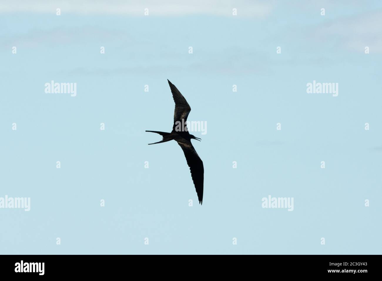 Magnificent frigatebird fregata magnificens big hi-res stock ...