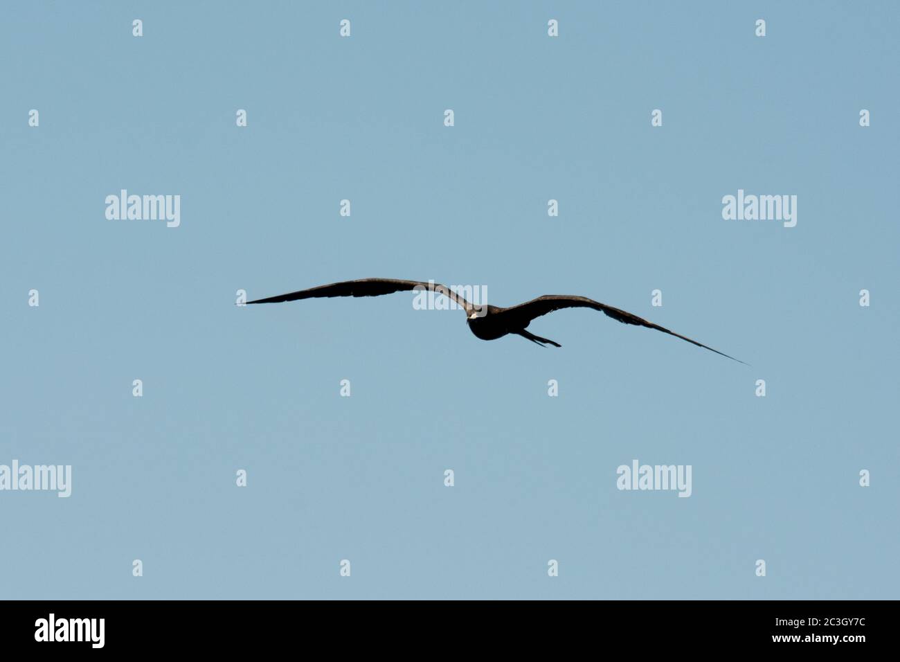 Magnificent frigatebird fregata magnificens big hi-res stock ...