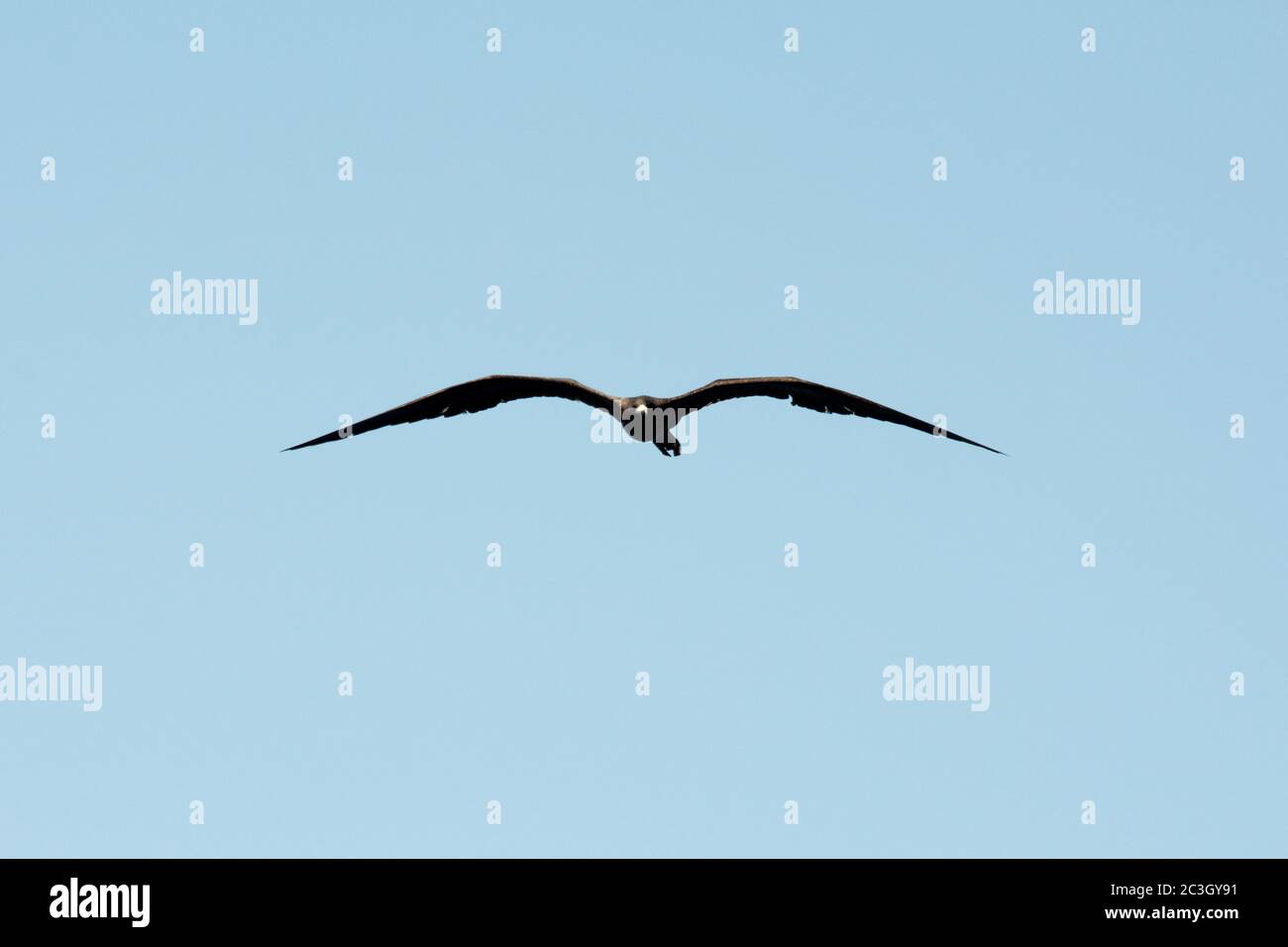 Magnificent frigatebird fregata magnificens big hi-res stock ...