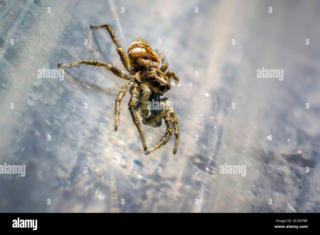 tiny zebra jumping spider in summer nature Stock Photo - Alamy