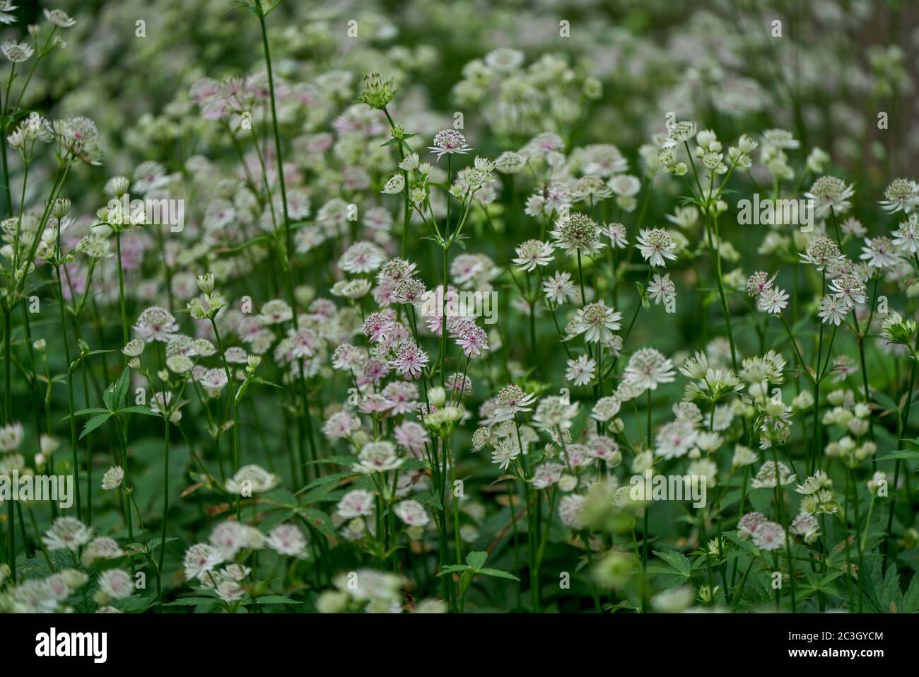 Astrantia major, the great masterwort flowers in full bloom Stock Photo ...
