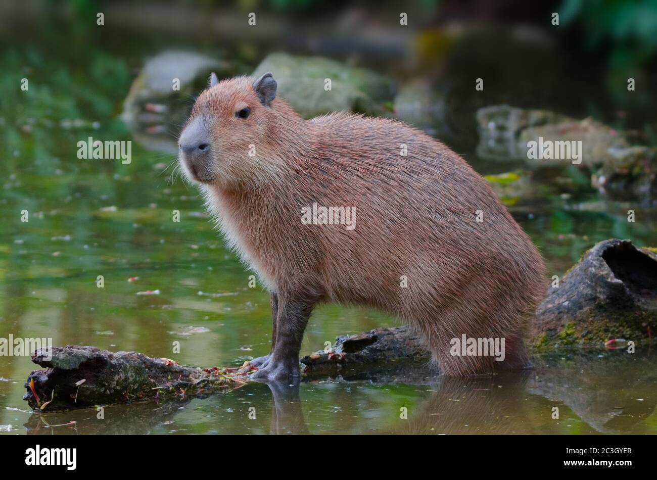 Capybara standing in the water Stock Photo - Alamy