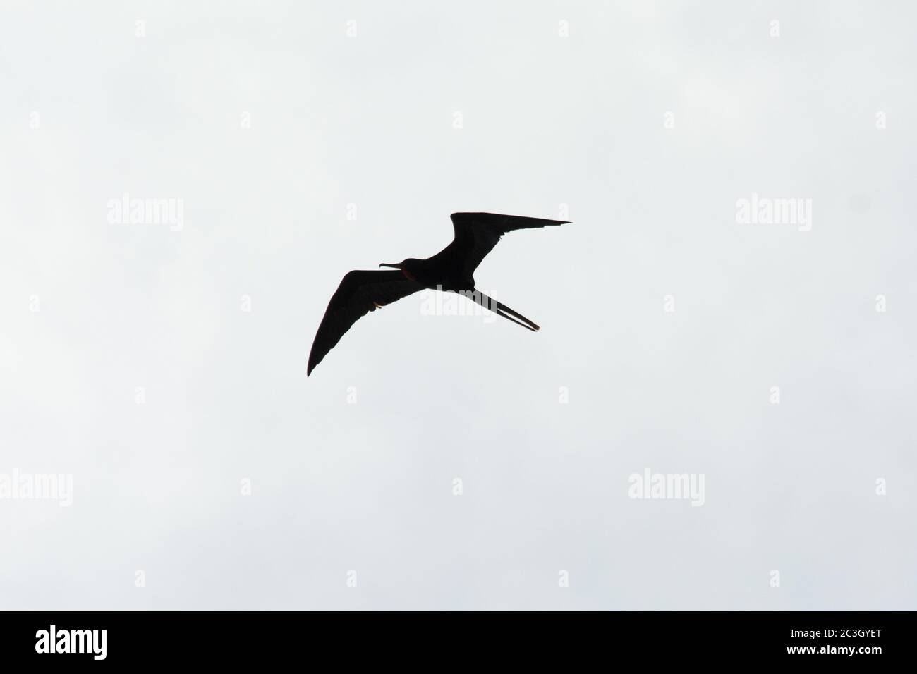 Magnificent frigatebird fregata magnificens big hi-res stock ...