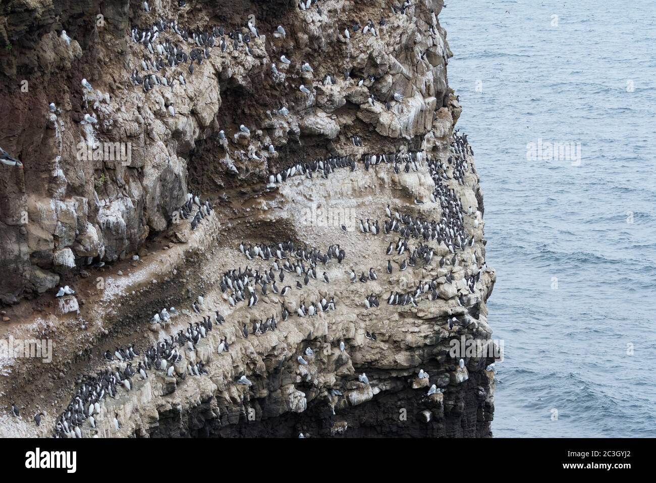 Grimsey island hi-res stock photography and images - Alamy