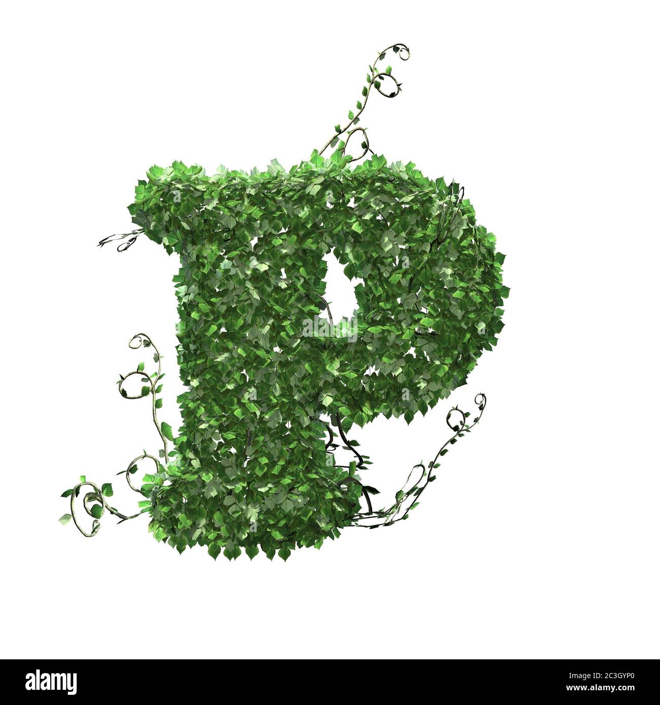 Letter P created of green ivy leaves - isolated on a white background ...