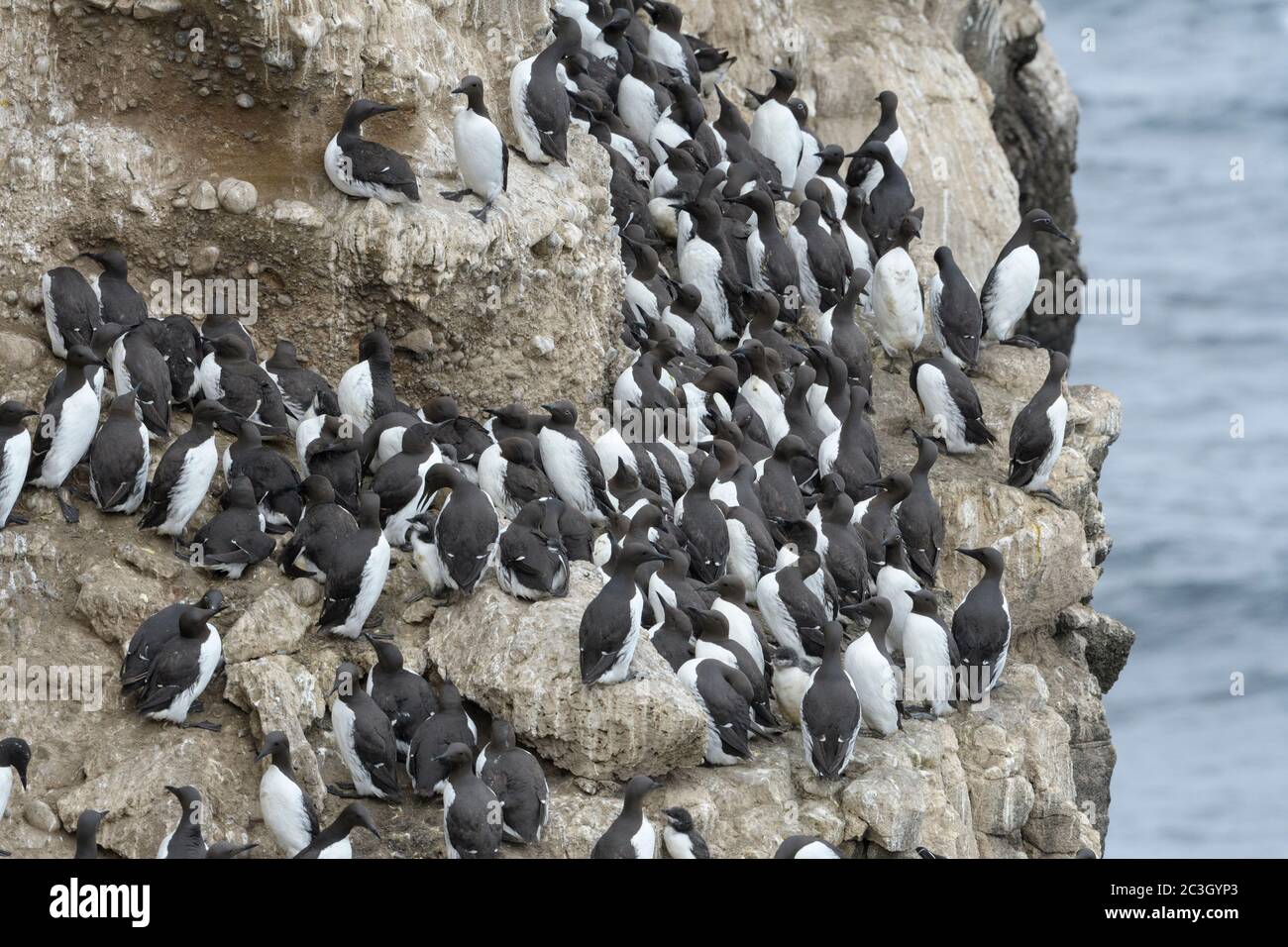 Murre nest hi-res stock photography and images - Alamy