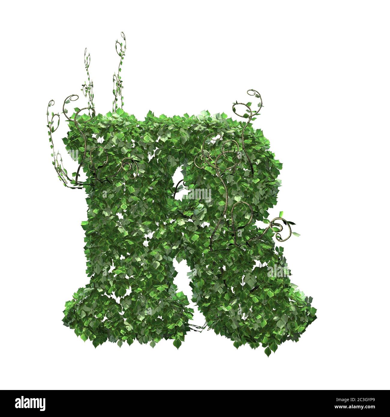 Letter R created of green ivy leaves - isolated on a white background ...