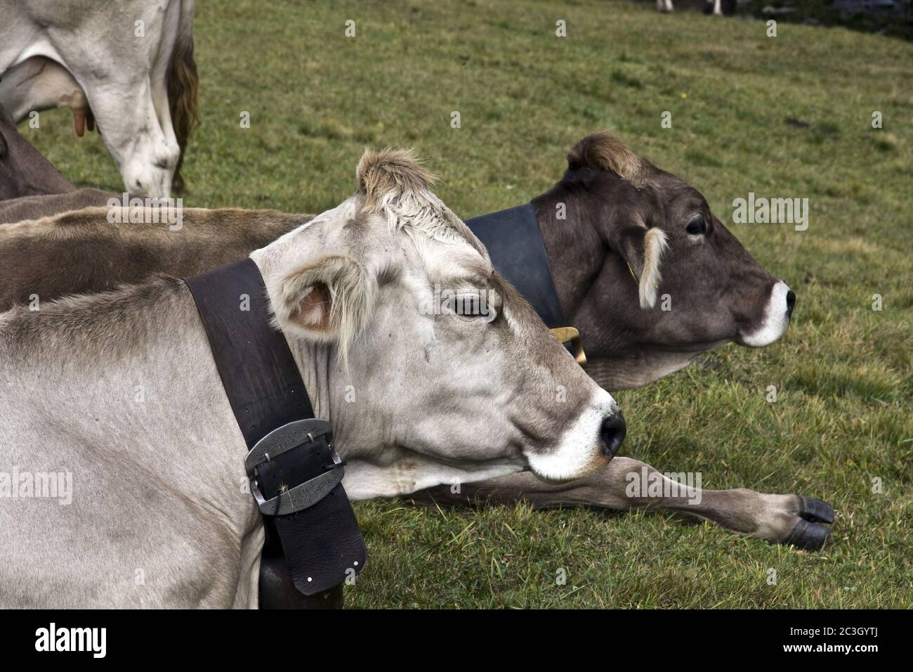 Closeup of cows lying on the ground covered in greenery under the ...