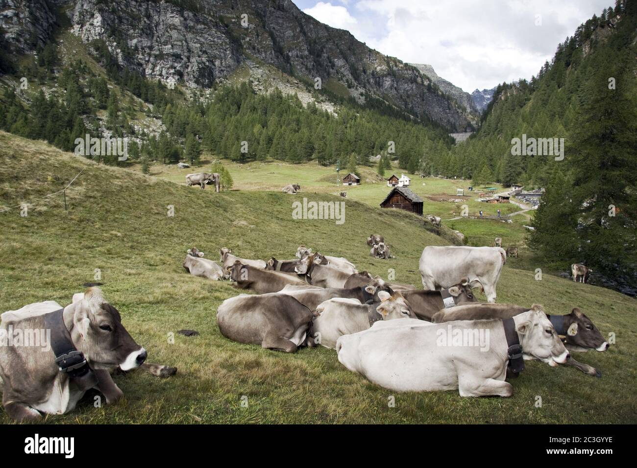 Group of cows lying on the ground surrounded by hills covered in ...