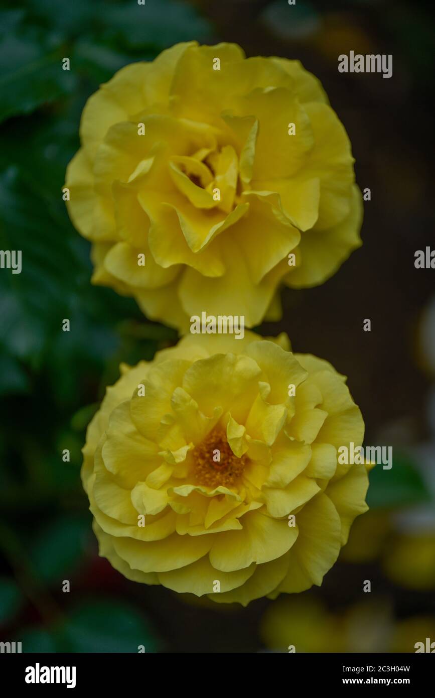Yellow Rose Friesia lush flower close up Stock Photo - Alamy