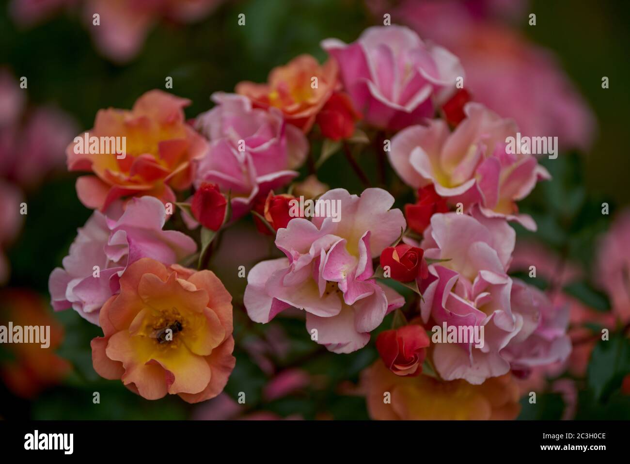 Multicolor rose jazz hi-res stock photography and images - Alamy