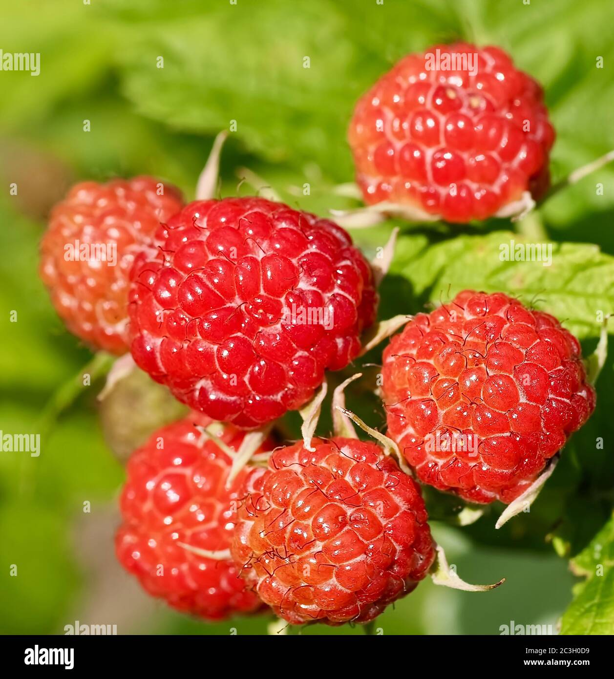Macro of ripening red blackberries on a bush Stock Photo - Alamy