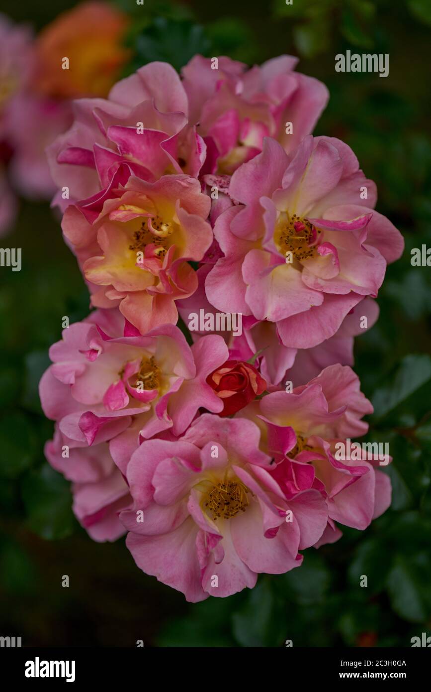Lush flower hi-res stock photography and images - Alamy