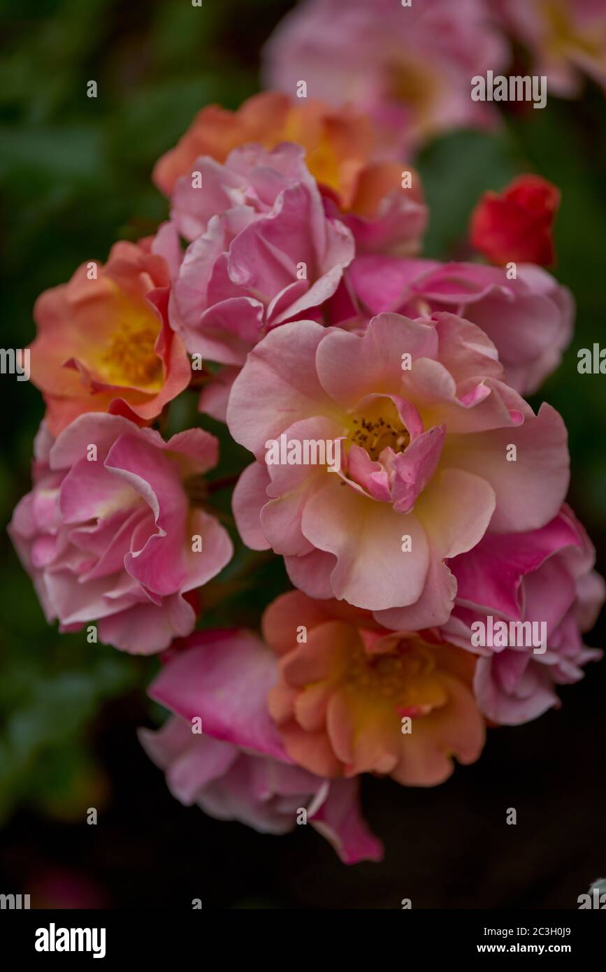 Multicolor rose jazz hi-res stock photography and images - Alamy