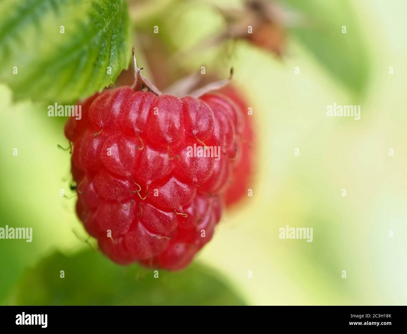Raspberry bush harvest hi-res stock photography and images - Alamy