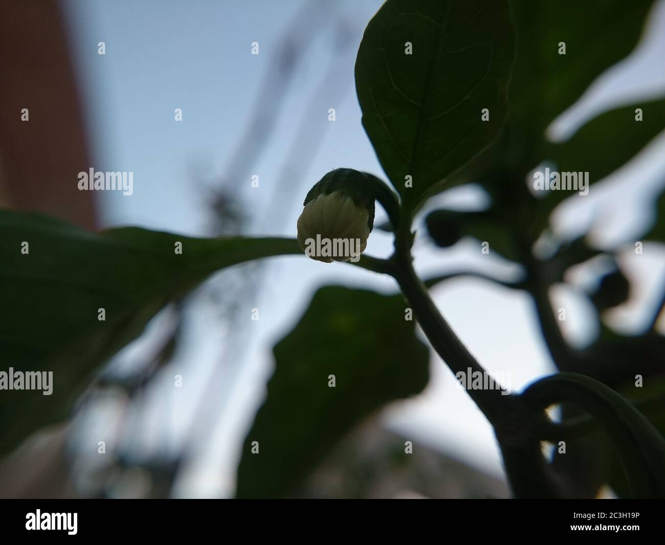 Closeup shot of a bud with a blurry background Stock Photo - Alamy