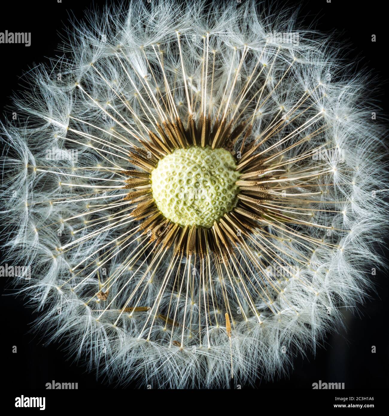 Closeup shot of a red-seeded dandelion on a black background Stock ...