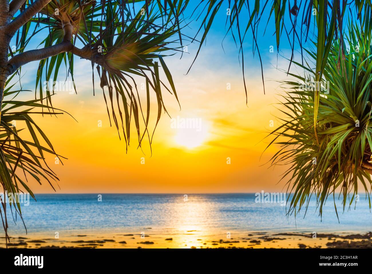 Sunset sea and beach with coconut palm tree Stock Photo - Alamy