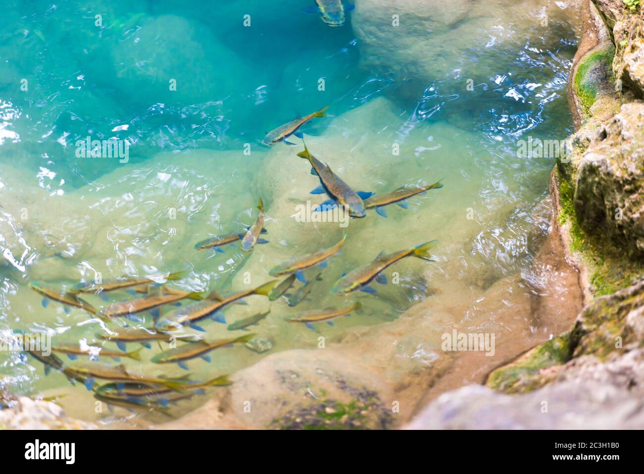 Red garra fishes in river water Stock Photo - Alamy