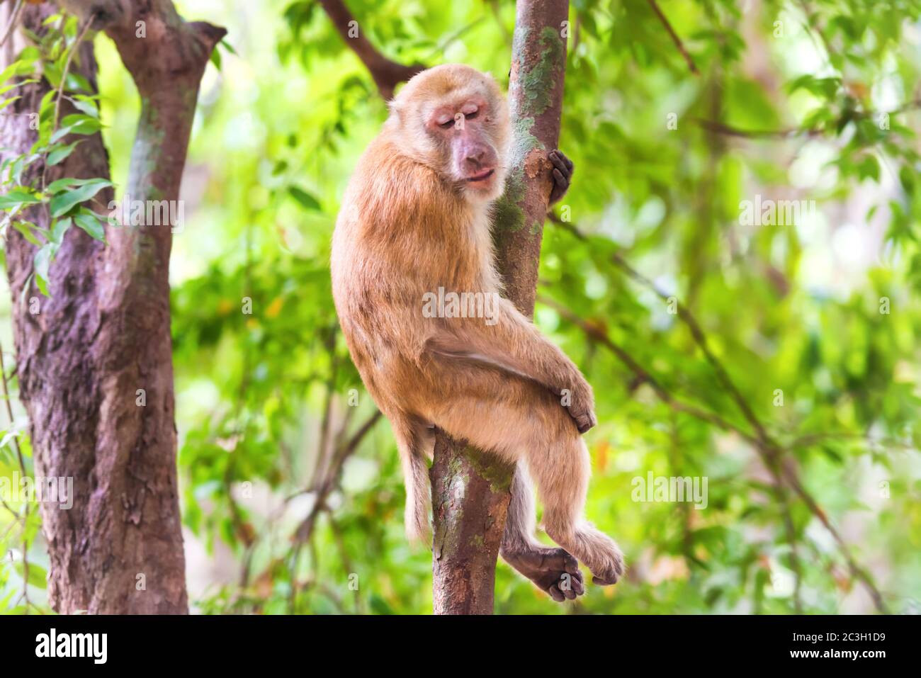 Male cute monkey sitting in a tree Stock Photo - Alamy
