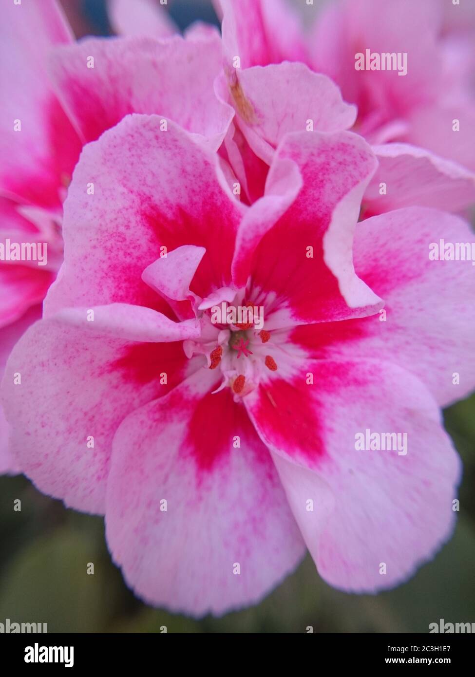 Godetia clarkia amoena flowers hi-res stock photography and images - Alamy