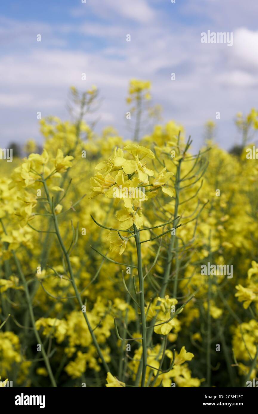 Close up shot canola hi-res stock photography and images - Alamy