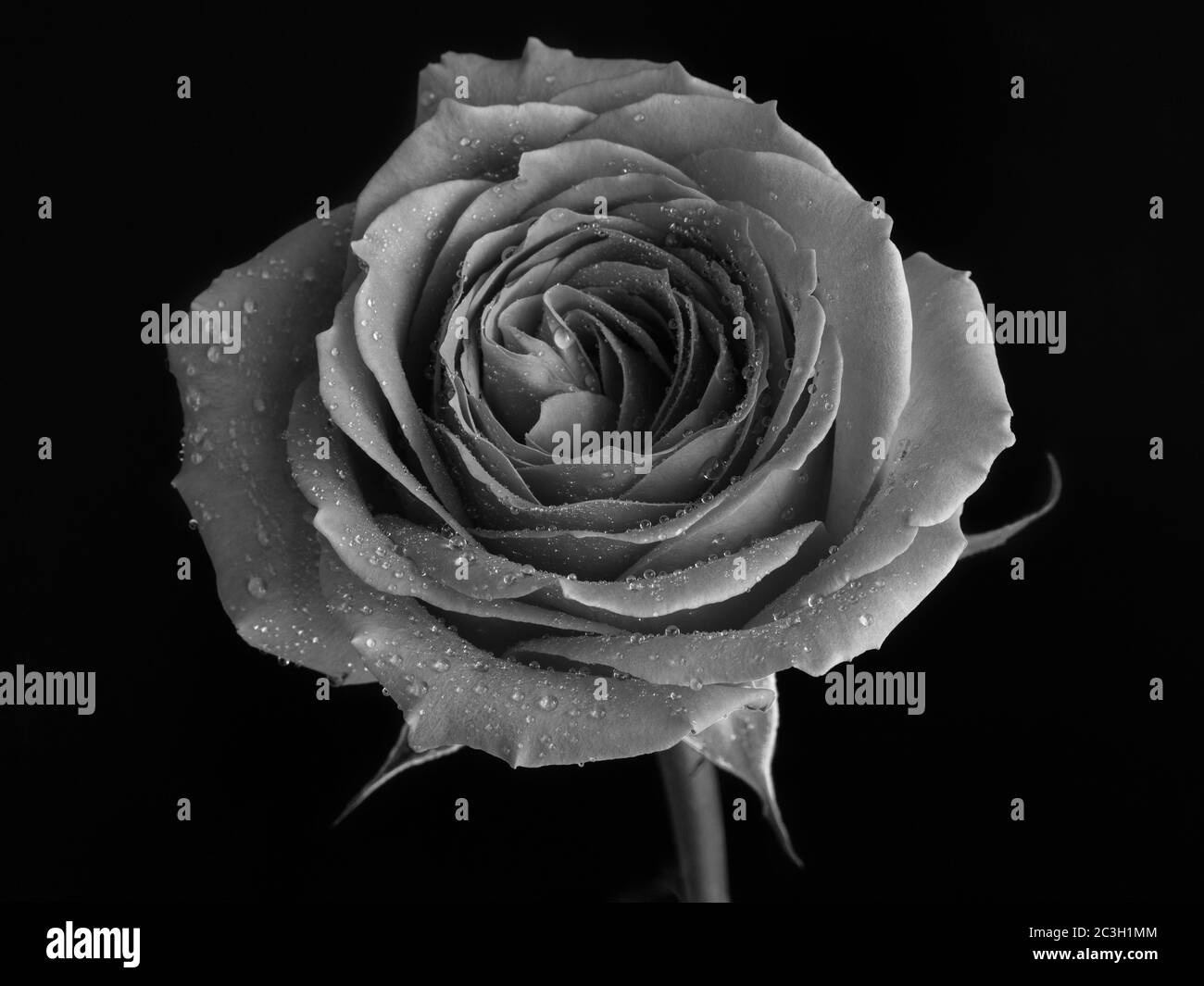 Greyscale closeup shot of a pink rose with dew on top on a black ...
