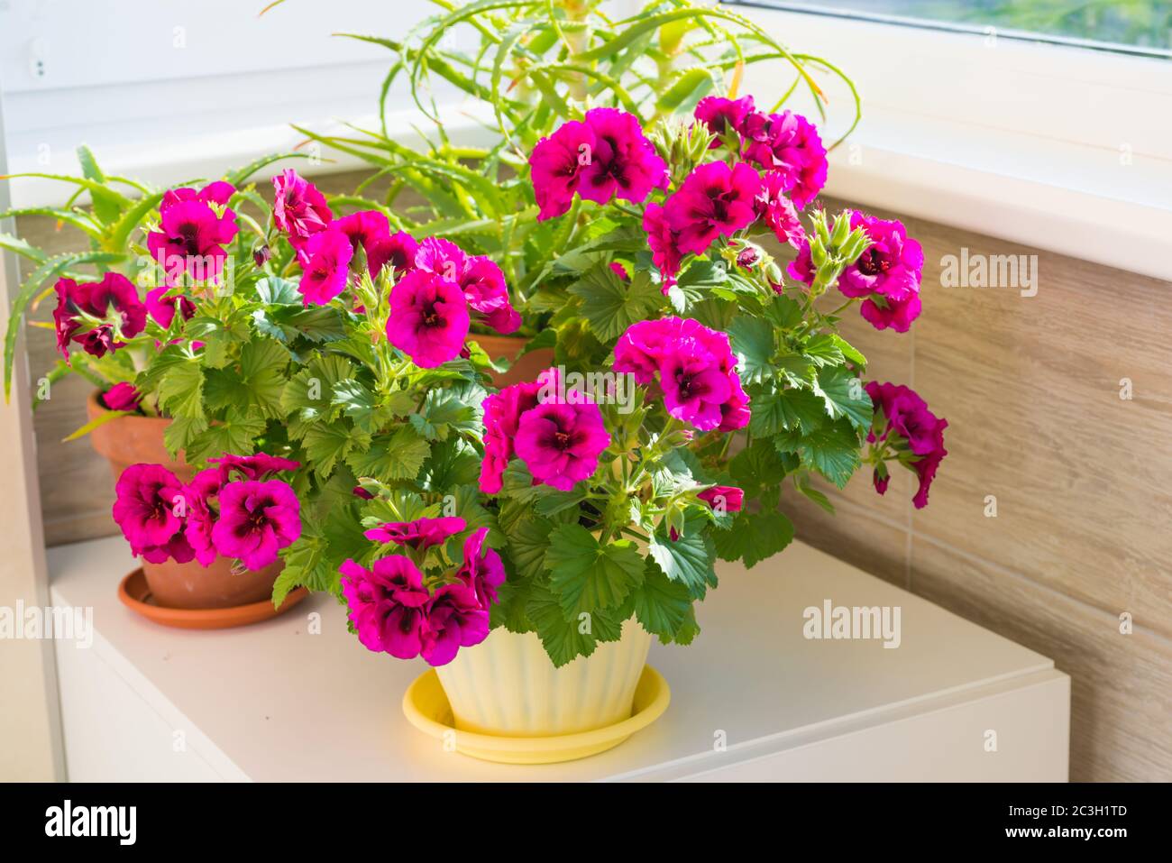 Pink geranium pot hi-res stock photography and images - Alamy