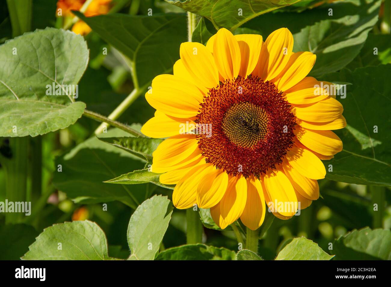 Sunflower are blooming with sunshine natural background Stock Photo - Alamy