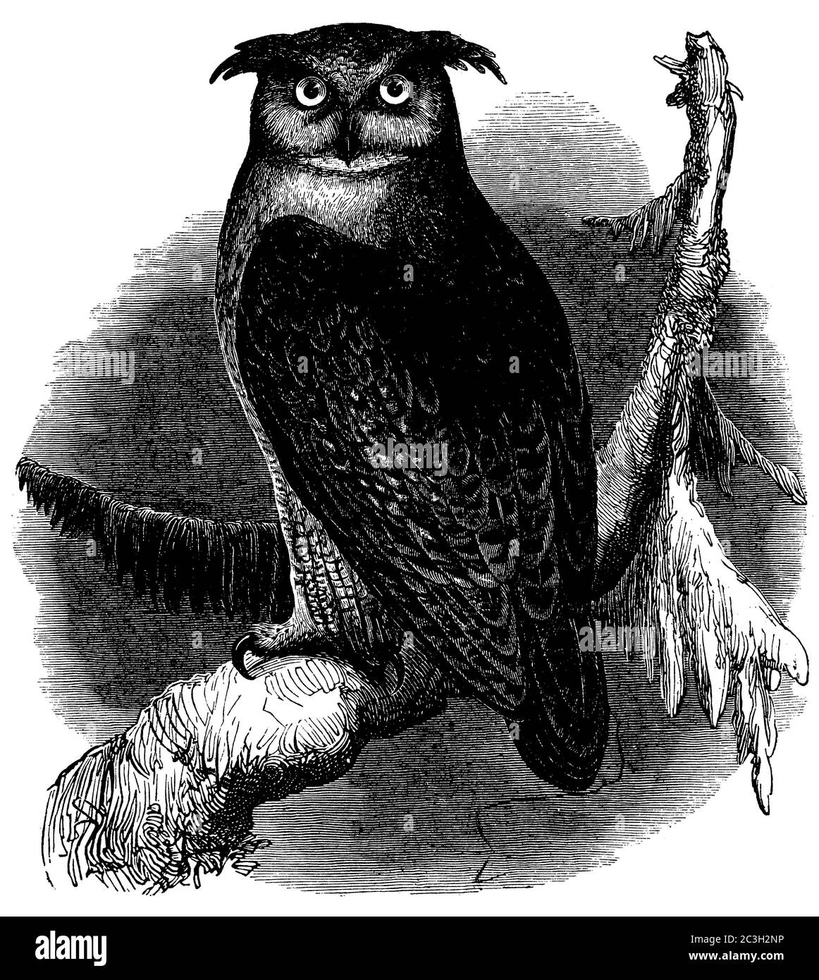 Hand drawing illustration eagle owl hi-res stock photography and images ...