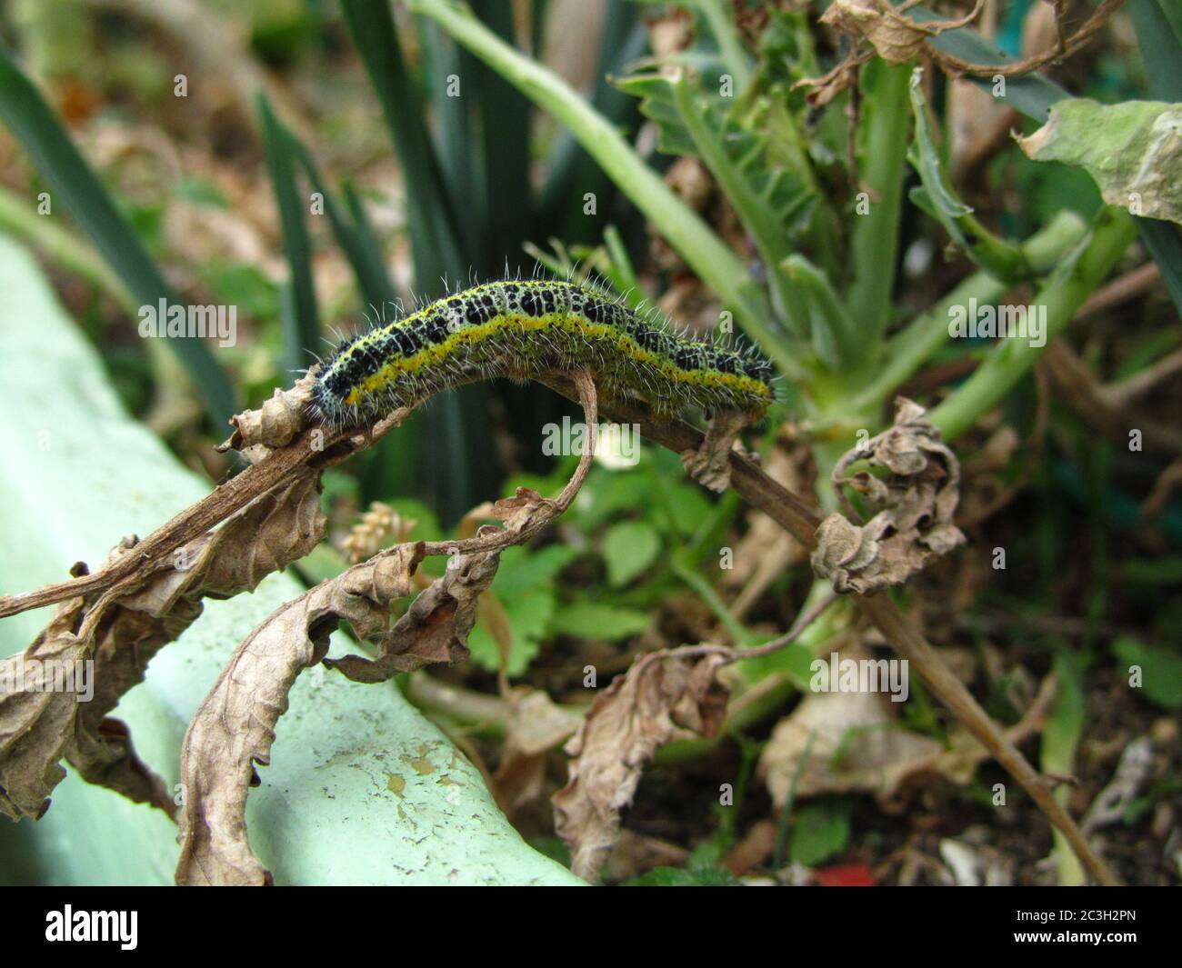 Cabbage white caterpillar flower hi-res stock photography and images ...