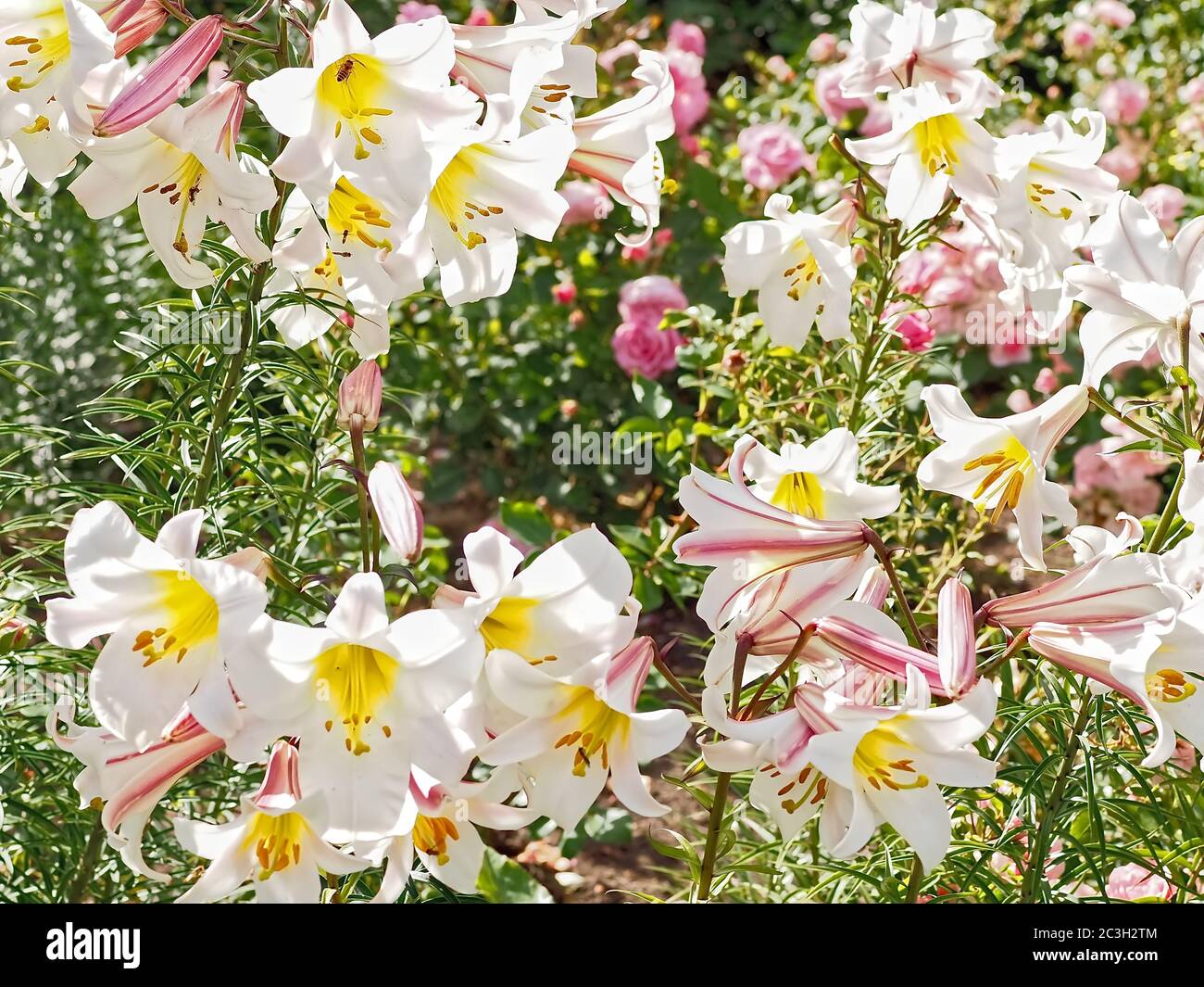 Garden with beautiful big blooming lilies Stock Photo - Alamy