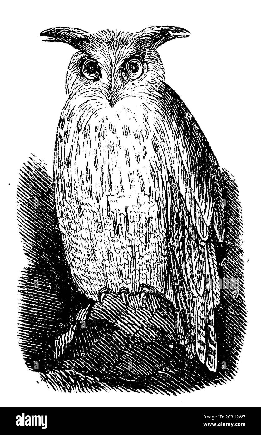 Hand drawing illustration eagle owl hi-res stock photography and images ...