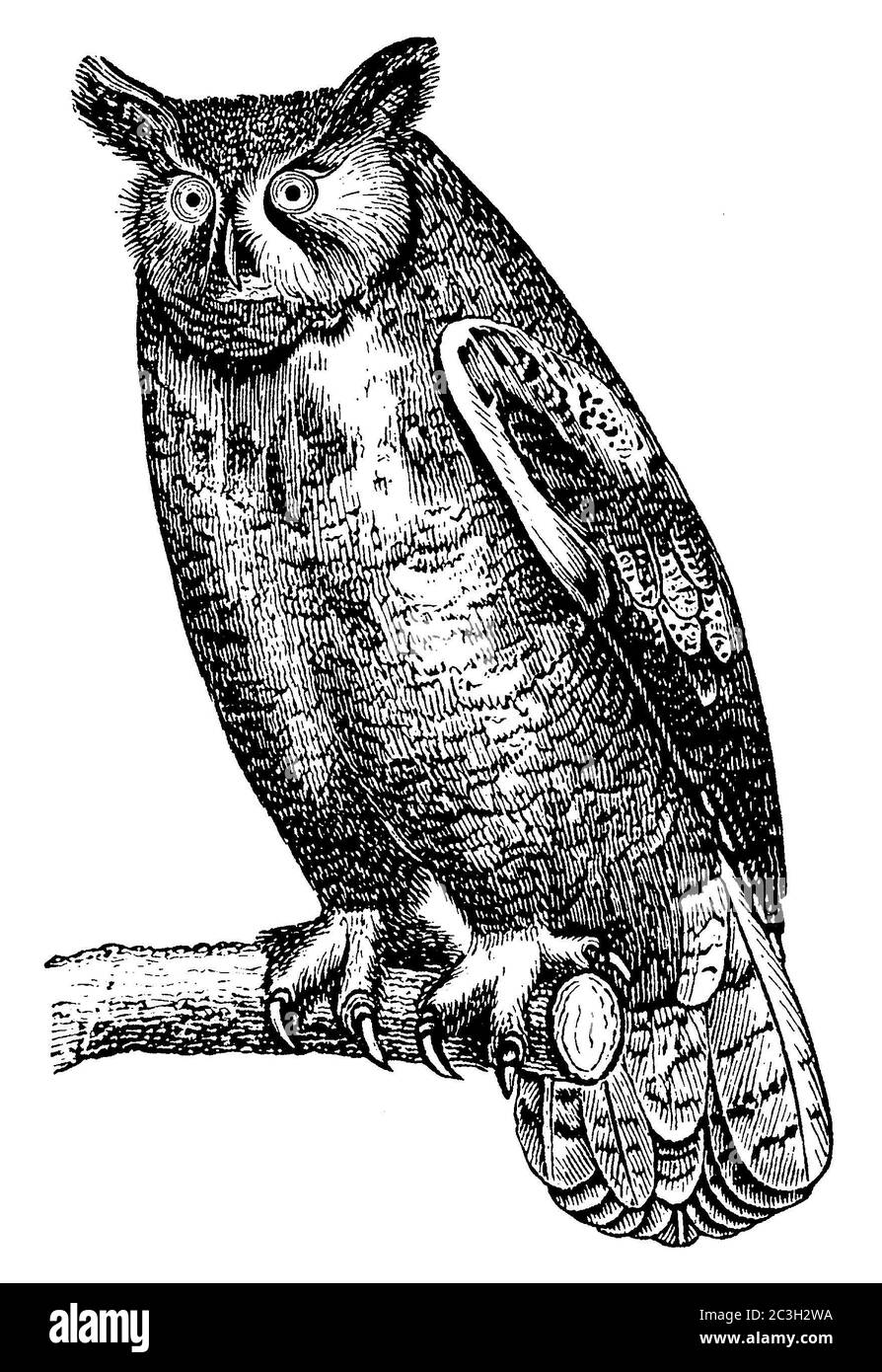 Hand drawing illustration eagle owl hi-res stock photography and images ...