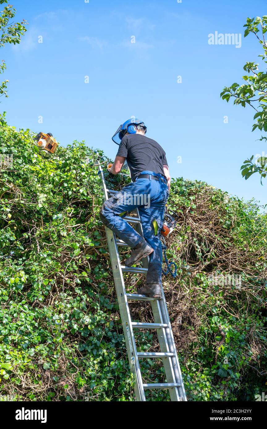 A tree Surgeon or Arborist uses power tools to trim a high hedge Stock ...