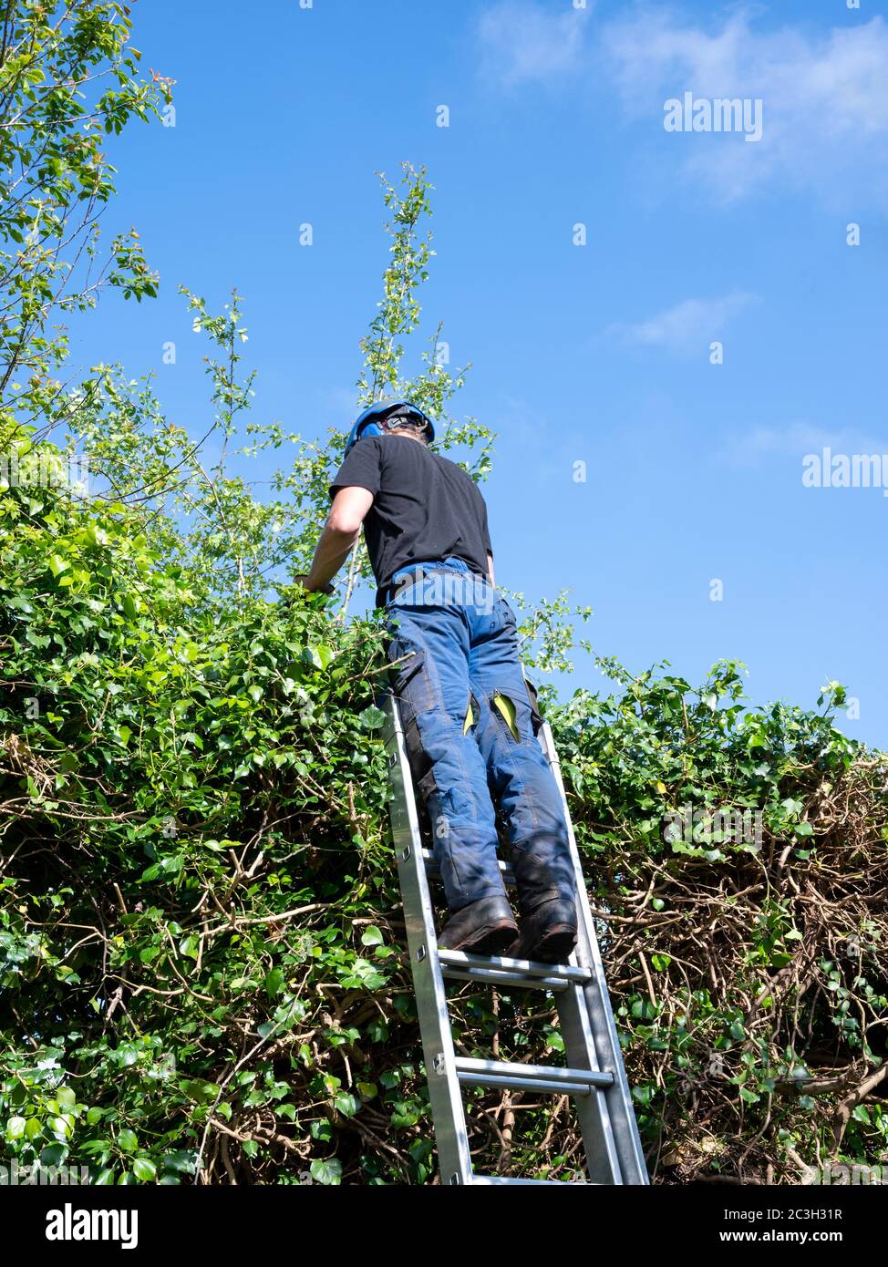 A Tree Surgeon or Arborist uses a ladder to cut a high hedge Stock ...