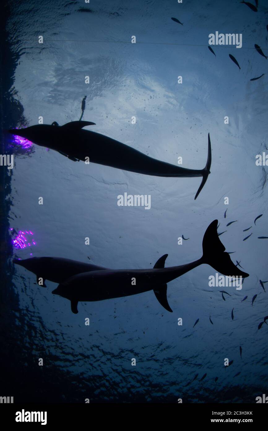 Dolphins aquarium vertical hi-res stock photography and images - Alamy