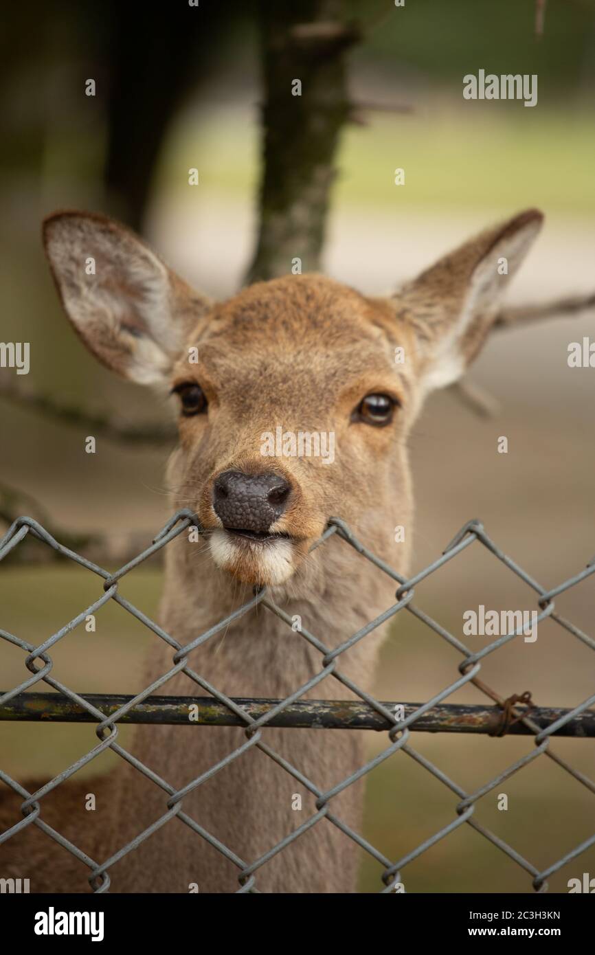 Closeup vertical shot of a deer biting the metal fence Stock Photo - Alamy