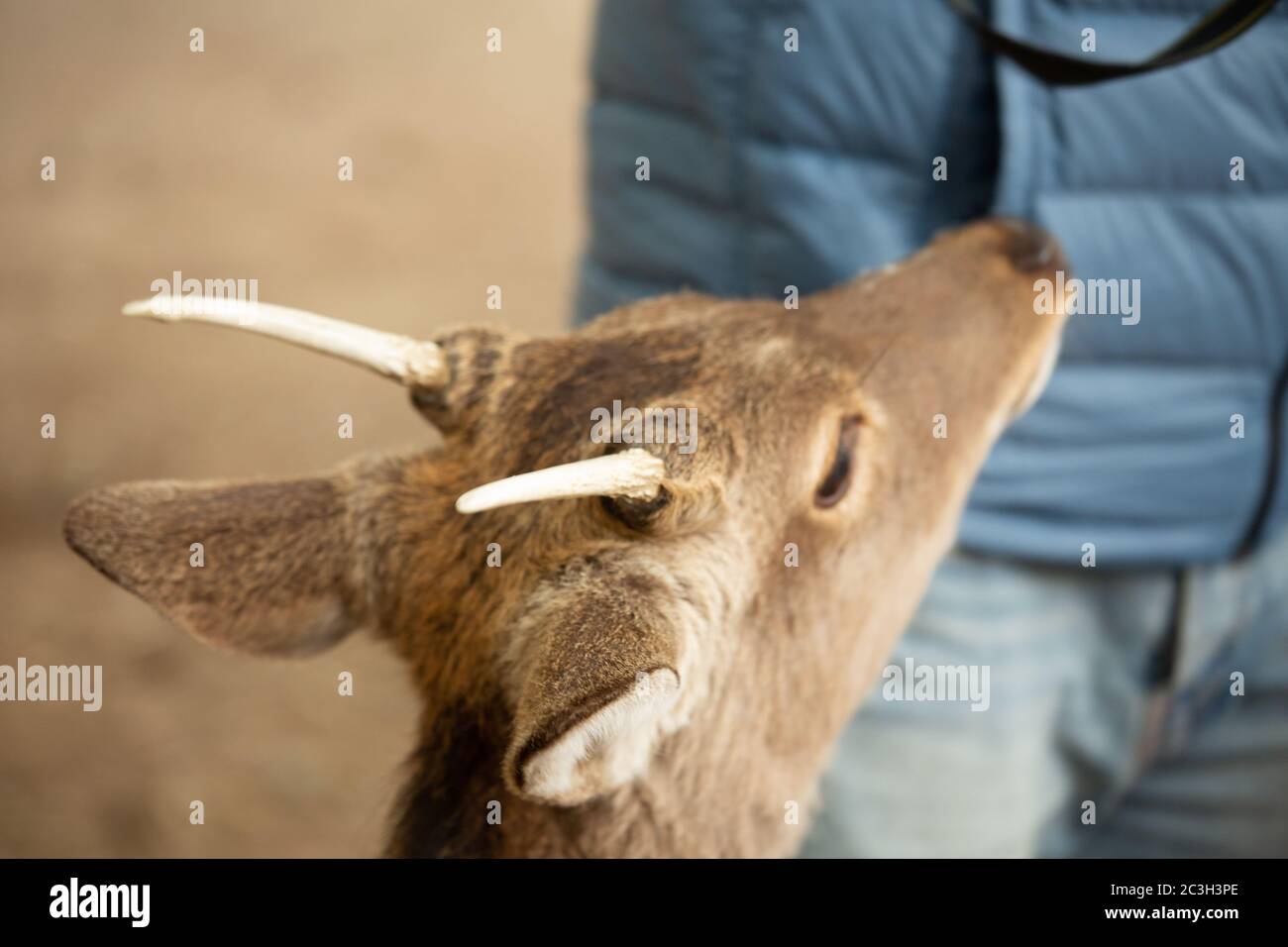 Sharp pointed horns hi-res stock photography and images - Alamy