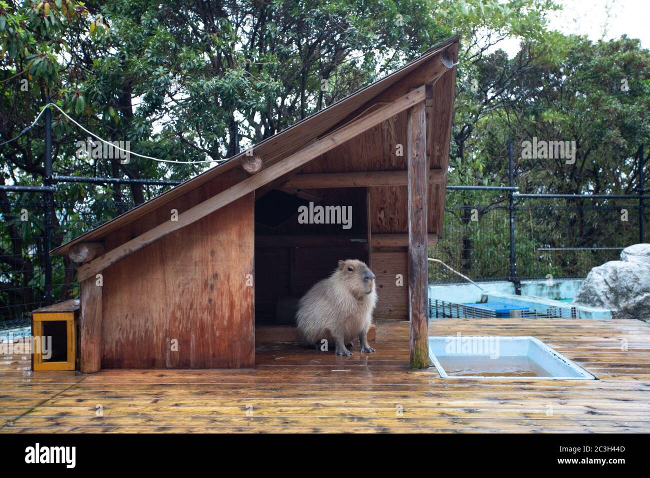 Guinea pig in a shed with a pool and trees in the background Stock ...