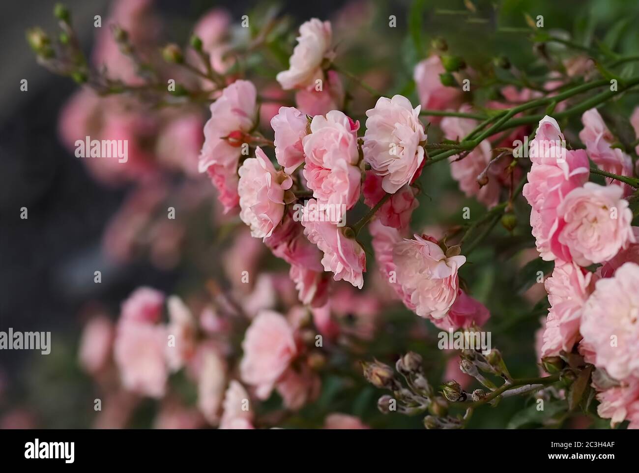 Beautiful pink rose bush in a garden Stock Photo - Alamy