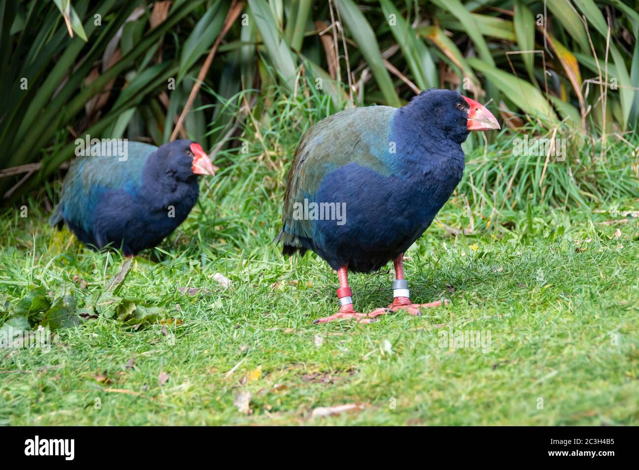 Takahe at Zealandia wildlife reserve, Wellington, North Island, New ...