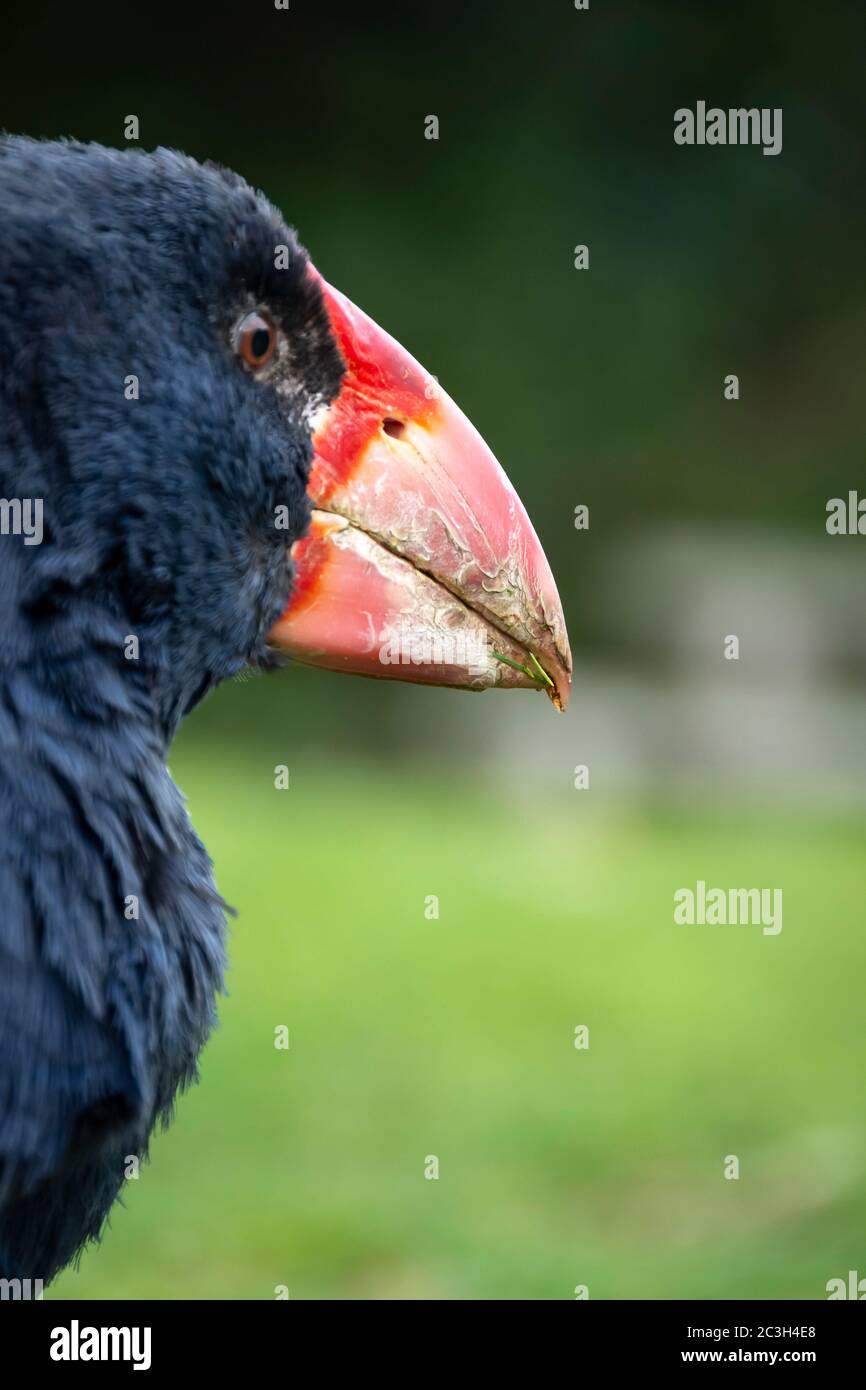 Takahe at Zealandia wildlife reserve, Wellington, North Island, New ...