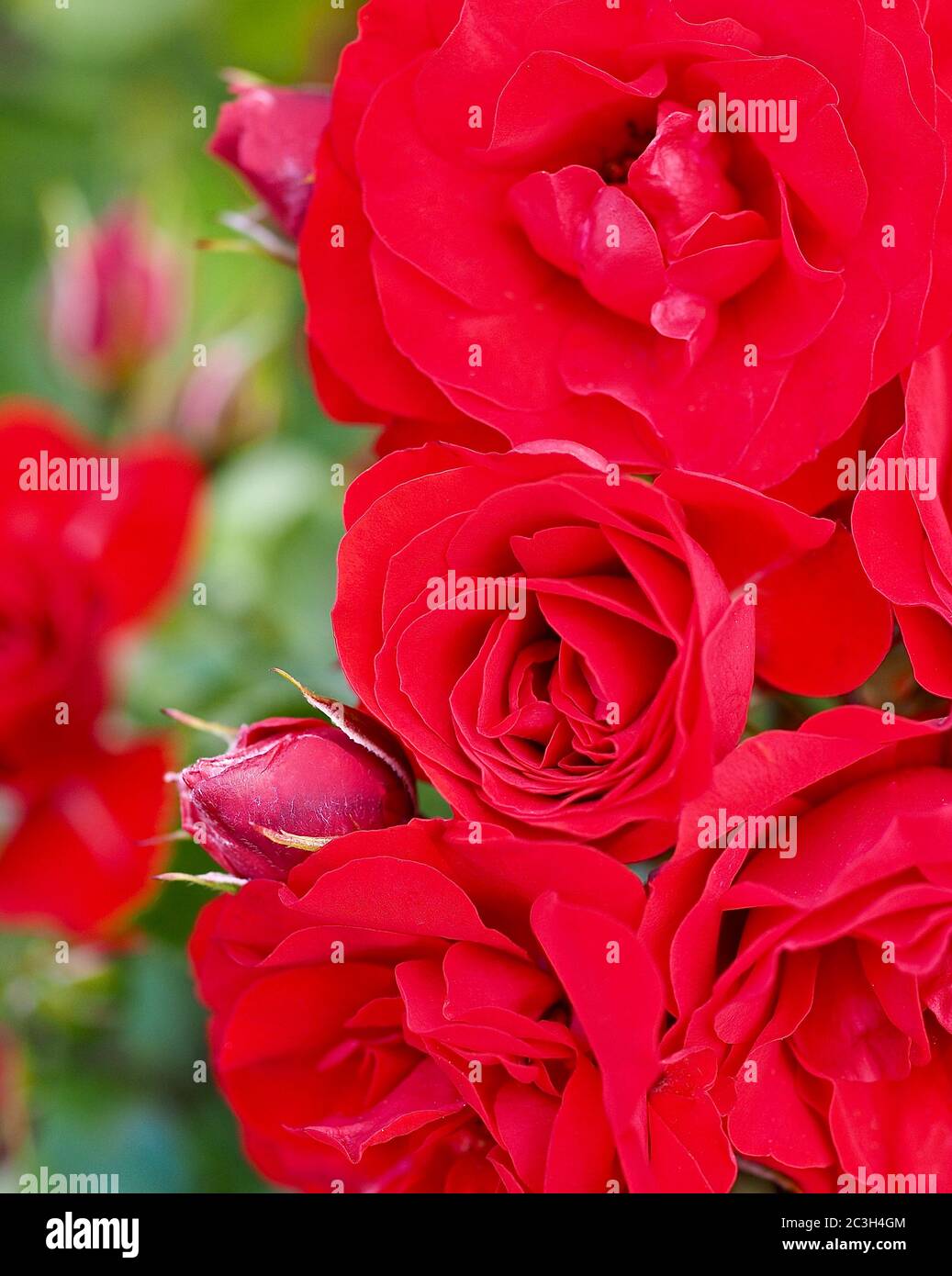 Bouquet large red roses close hi-res stock photography and images - Alamy