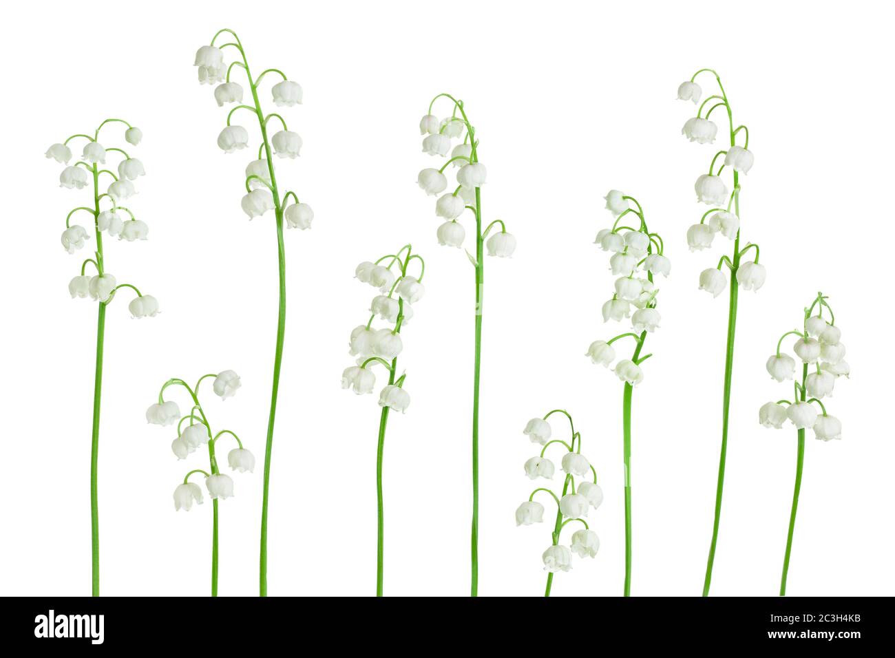 Lilly of the valley flowers isolated on white background with clipping ...