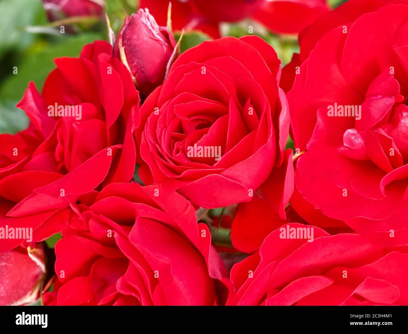 Beautiful red blooming roses hi-res stock photography and images - Alamy