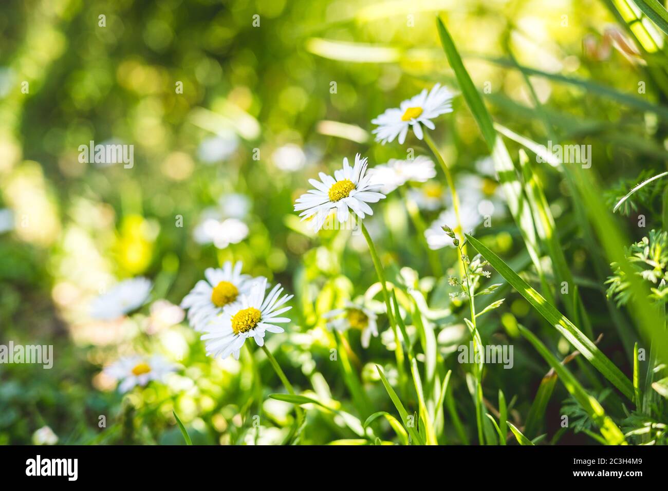 common daisy flower spring background Stock Photo - Alamy
