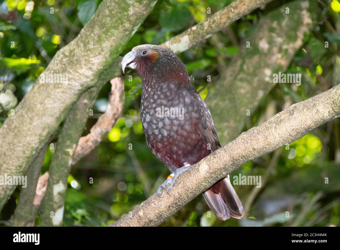 Kaka beak hi-res stock photography and images - Alamy