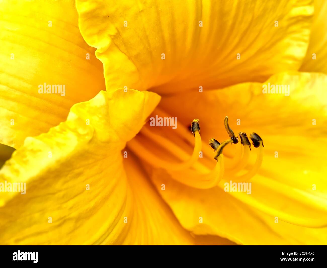 Big lilies hi-res stock photography and images - Alamy